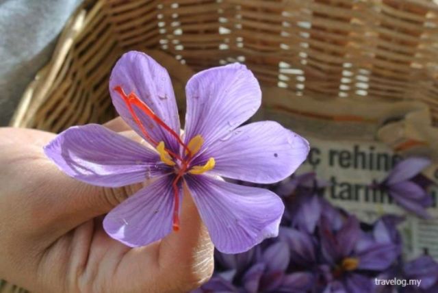 Saffron Original Premium Import dari Turki zafaran safran safron asli ...