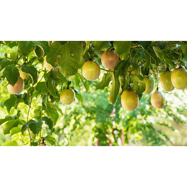 Anak Pokok buah Markisa/ tree Passion Fruit by AL PLNAT | Shopee Malaysia