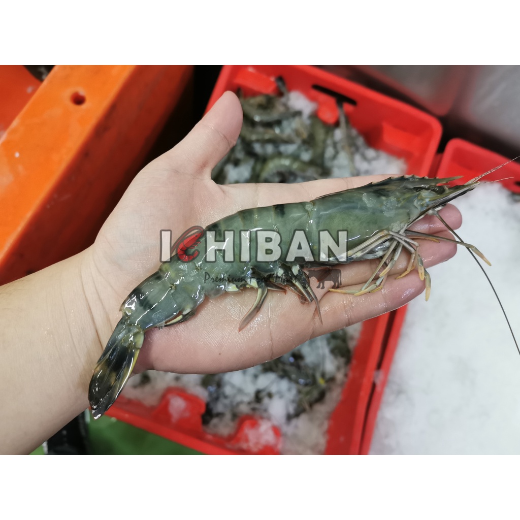 Fresh Tiger Prawn/Udang Harimau 1KG [Export Quality] From [Daddy Farm ...