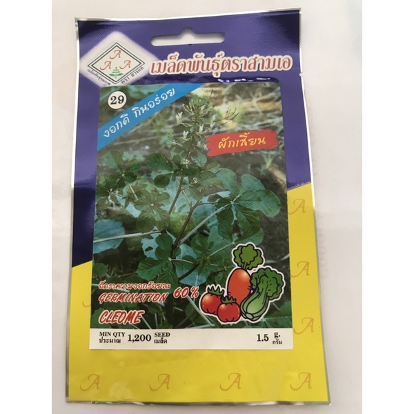 Benih Maman / Cleome / Cap AAA | Shopee Malaysia