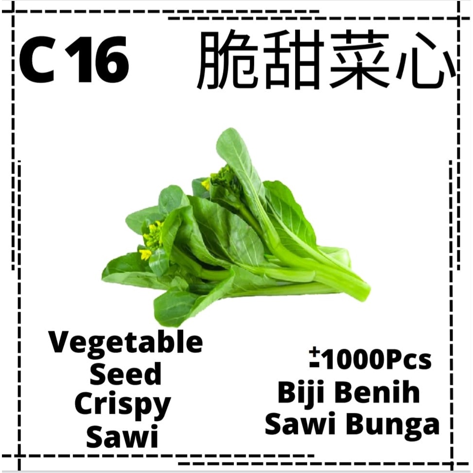 Kailan Kangkung Sawi Japanese Salad Biji Benih Vege Sayur sayuran ...