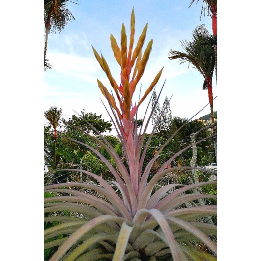 Tillandsia xerographica curly x fasciculata Tropiflora. | Shopee Malaysia