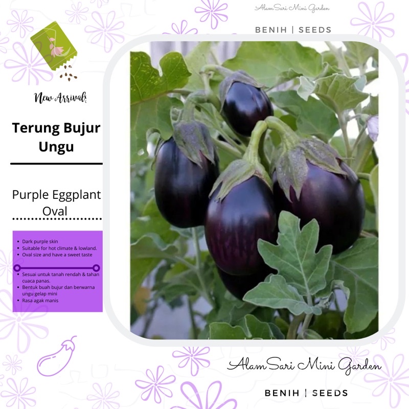 Biji Benih/Seeds :Terung Ungu Bujur(repack :25 seeds) | Shopee Malaysia