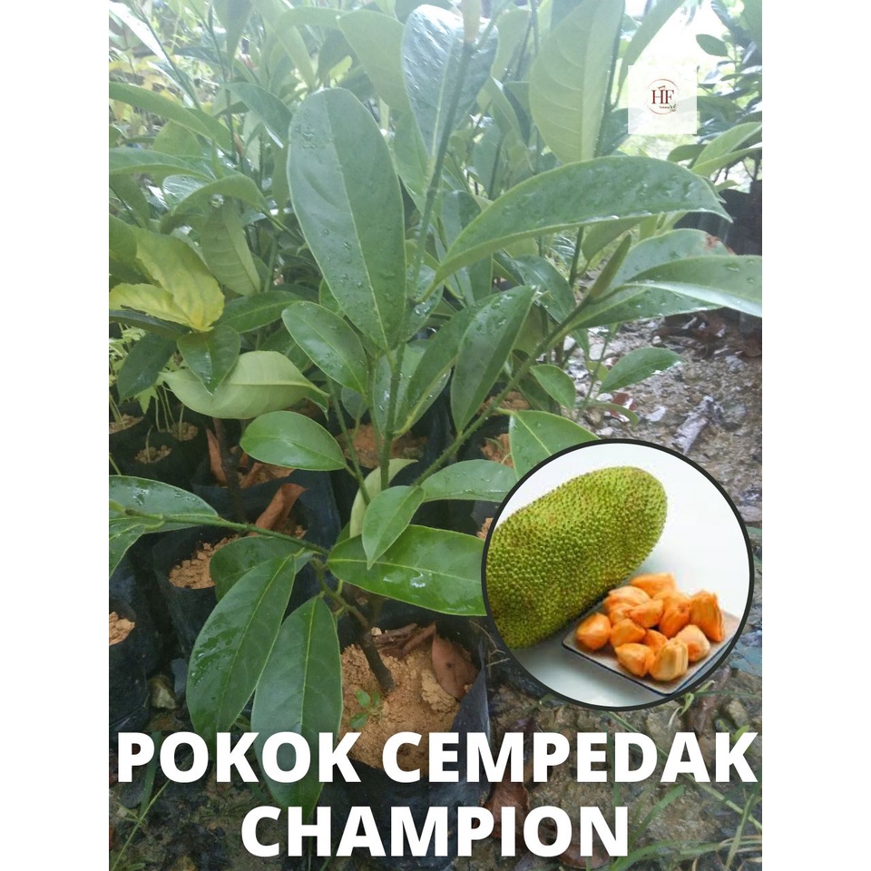 Pokok Cempedak Champion Hybrid Cepat Berbuah Manis tanaman anak pokok ...