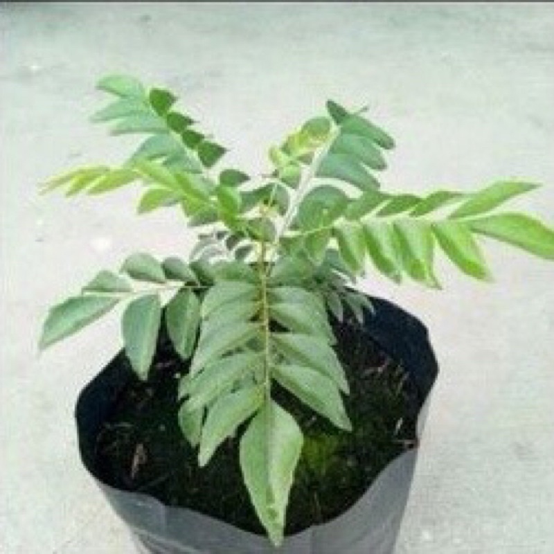 Anak Pokok Daun Kari Senang Tumbuh/ Curry Leaf Plant Easy To Grow 咖喱叶树苗 ...