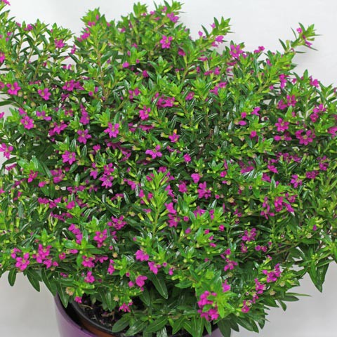 Cuphea Hyssopifolia/Live Plan】Cuphea ~purple, pink, white colour by AL ...