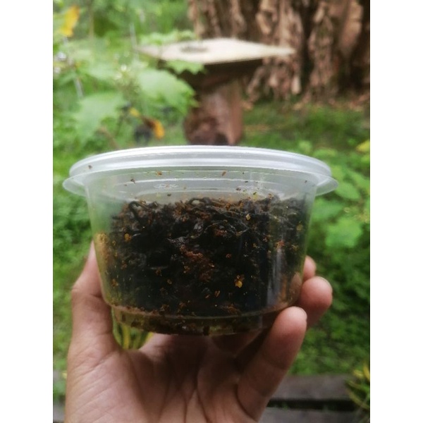 Rendang Pucuk Ubi 100g (Dimasak Pakai Kayu Api) | Shopee Malaysia