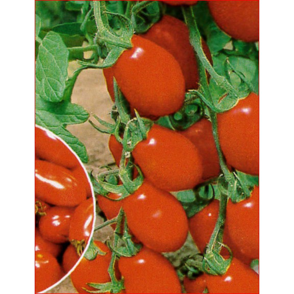 Benih Tomato Ceri Ruby / Ruby Red Cherry Tomato Seeds / 小蕃茄种子 (10 biji ...