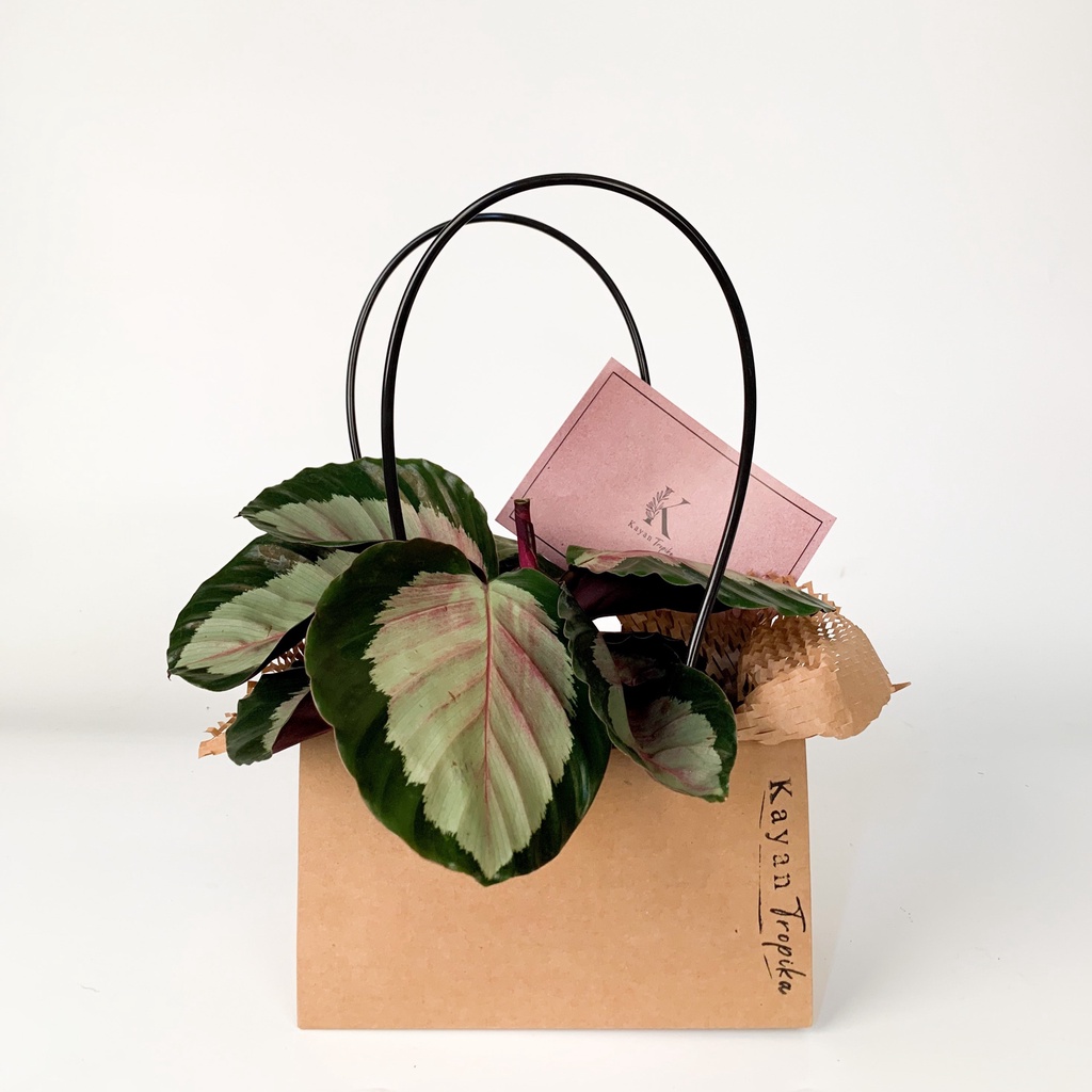 Kayan Tropika Rose Crimson CALATHEA ROSEOPICTA POKOK Indoor indoor ...