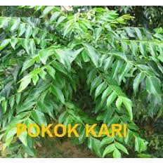 Anak Pokok Daun Kari/Curry Leave Tree/ poly bag by MGL APLNT | Shopee ...