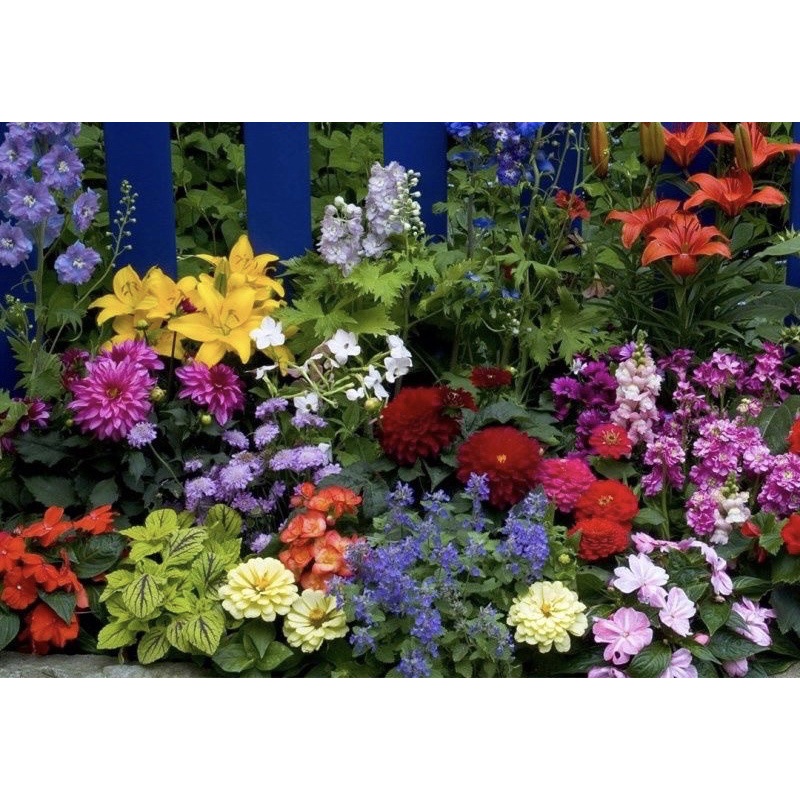 【Ready Stock】Bernih Bunga/Flower Seed Mix Flower花种子 混合花 | Shopee Malaysia