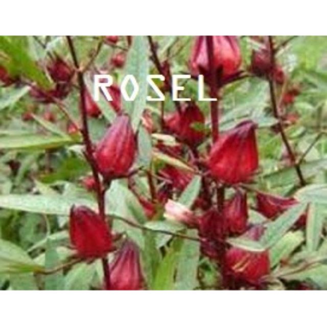 Pokok Rozel/Pokok Rozel | Shopee Malaysia