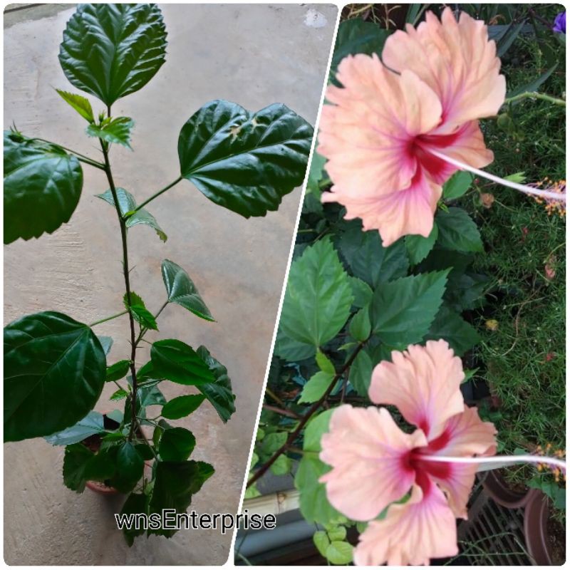 Bunga Raya - PEACH (real live plant) | Shopee Malaysia