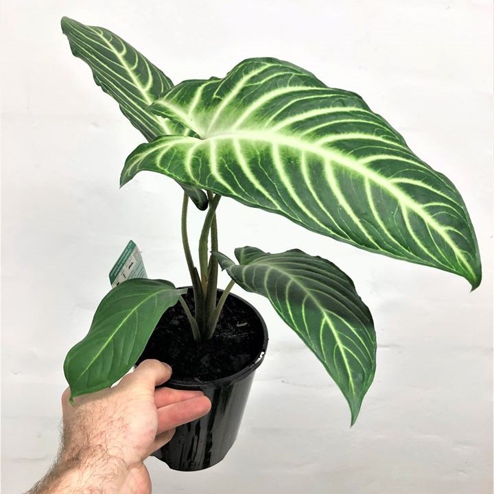 caladium lindenii 乳脈千年芋angel's wing xanthosoma lindenii caladium zebra ...