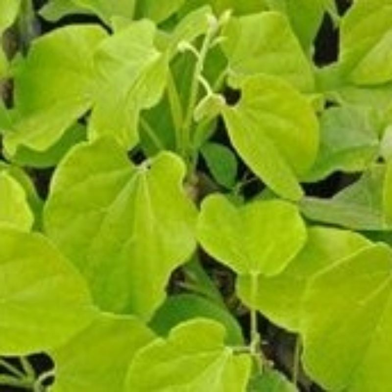 Anak pokok patawali/akar seruntun/ batang wali dalam polibag | Shopee ...