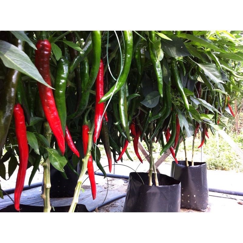 Chili Seed / Cabai Kulai Malaysia / Biji Benih Cili Besar Kulai ...