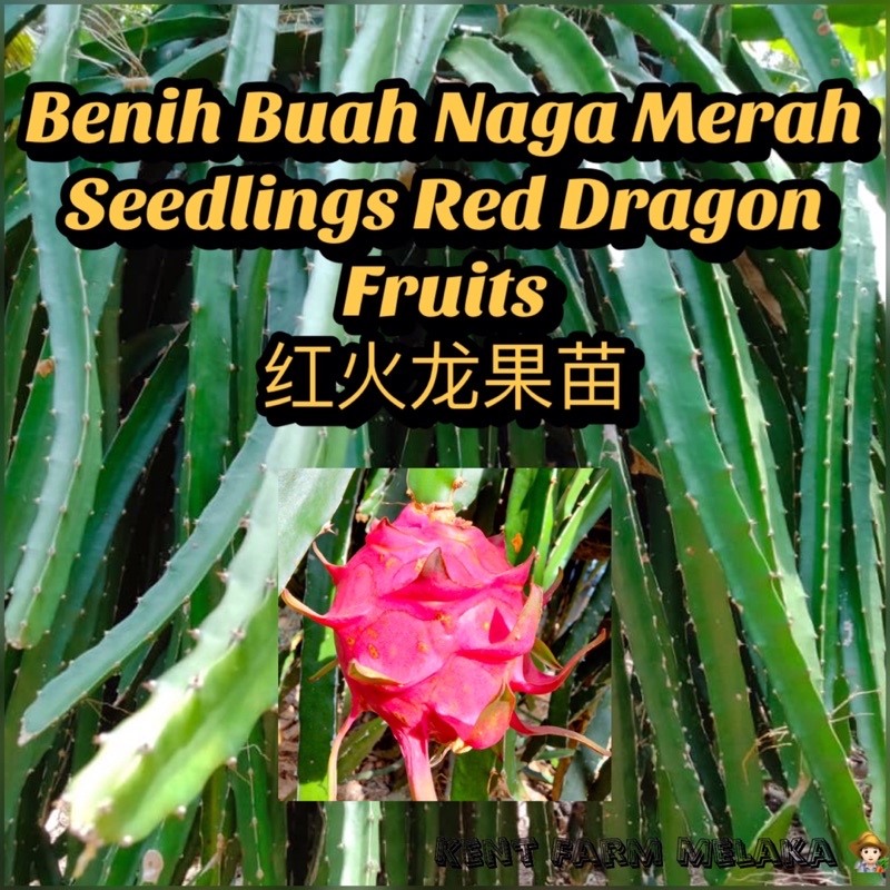 🇲🇾Ready Stock🇲🇾Benih/Keratan Buah Naga Merah / Seedlings Red Dragon Fruits / 红火龙果苗 / 红龙珠果苗 ...