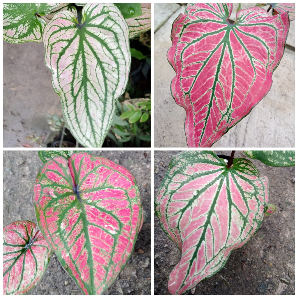 Caladium Super Daging MIX / Keladi Super Daging MIX dalam pasu. keladi ...