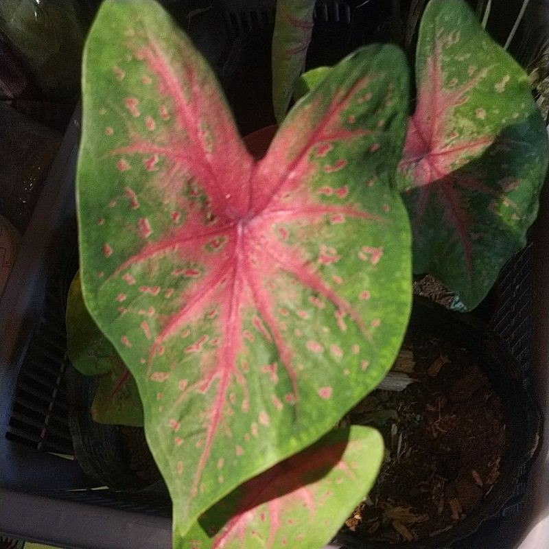 🔥KELADI RED FLASH CIK SITI🔥CALADIUM /BUNGA KELADI🔥 | Shopee Malaysia