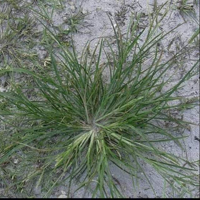 3 pokok Rumput SAMBAU(untk perubatan tradisional) | Shopee Malaysia