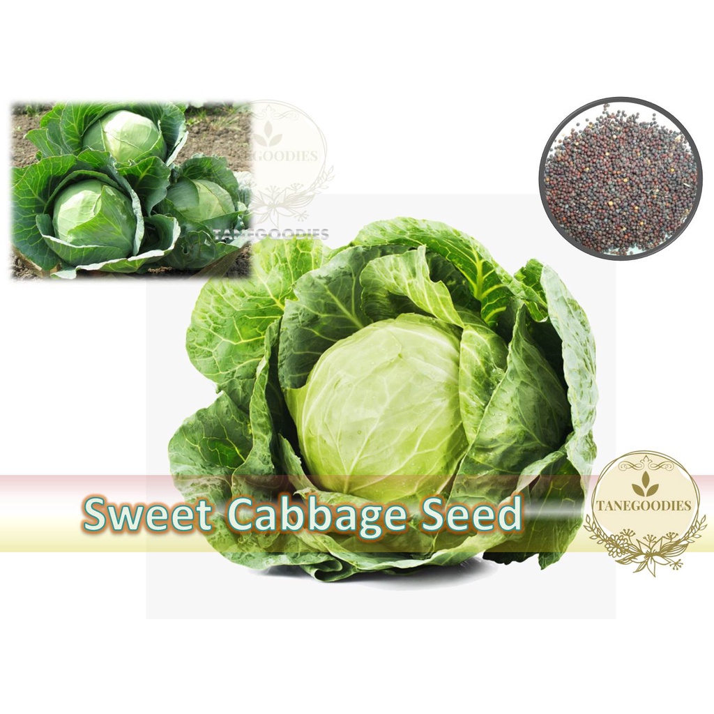 50pc Seed Organic Sweet Green Cabbage Vege Biji Benih Kobis Bulat Manis ...