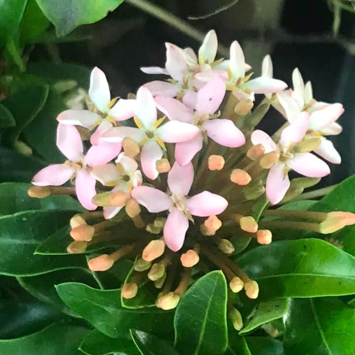 Anak Pokok Ixora Pelbagai ID Bunga Siantan Jejarum Pecah Periuk ...