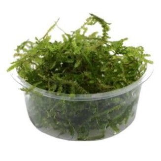 Java Moss (Vesicularia dubyana) | Shopee Malaysia