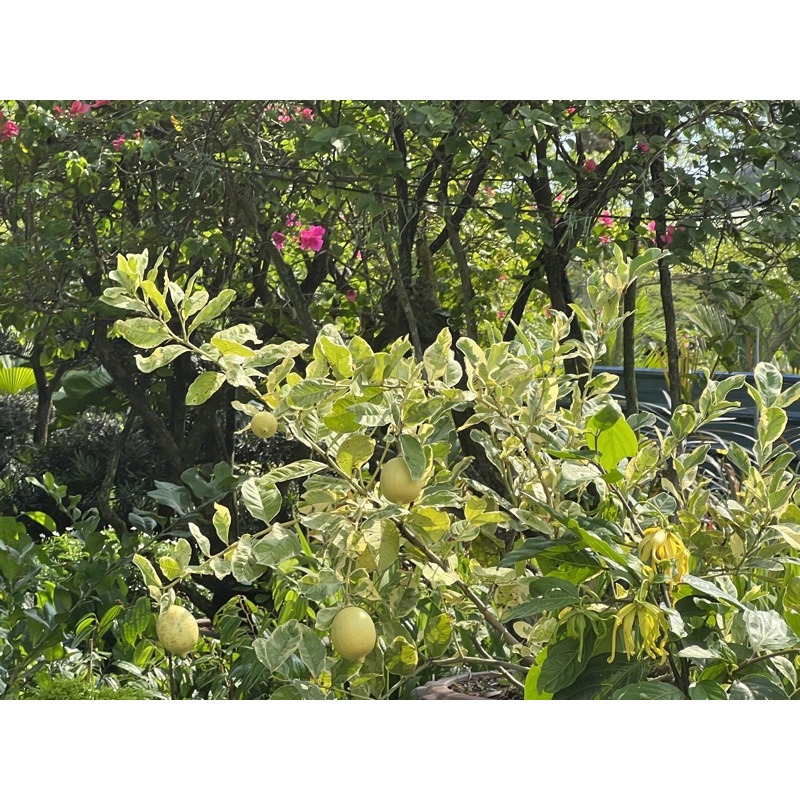 Lemon Batik 🍋 pokok rimbun cantik dan unik | Shopee Malaysia