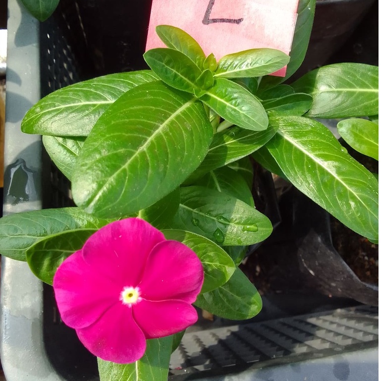 Anak Pokok Vinca (boleh pilih warna) | Shopee Malaysia