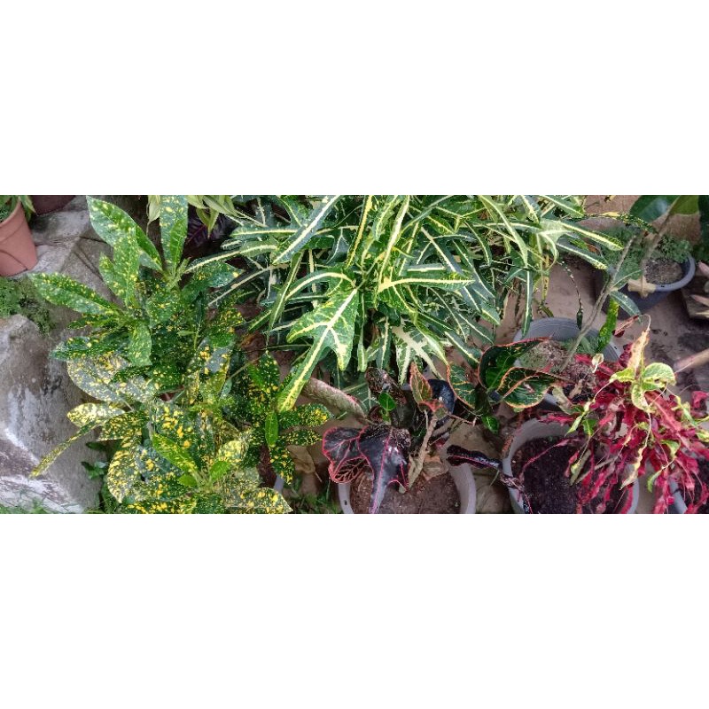 POKOK BUNGA PUDING/CROTON DALAM PASU. | Shopee Malaysia