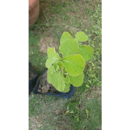 Nayuruvi (Achyranthes Aspera) live plant 2 live plants in one polibeg ...
