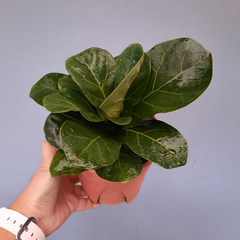 KP - Ficus Lyrata Fiddle Fig Daun Bulat & Rapat 🌿 Pokok Hidup | Shopee ...
