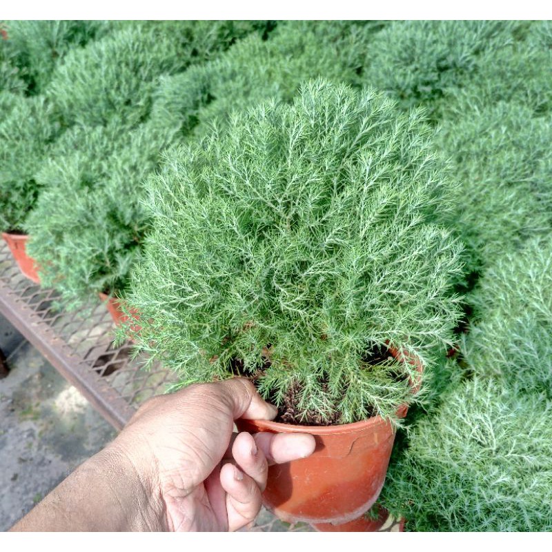 Anak Pokok Rhu Bulat Cantik Round Pine Tree Live Plants Anak Pokok Ru ...