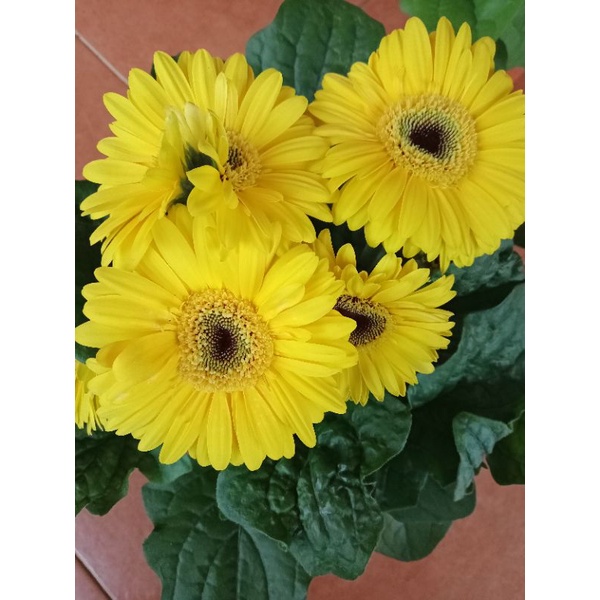 Anak Pokok Daisy/Hutan Daisy/ANAK POKOK SAHAJA BUKAN INDUK | Shopee ...
