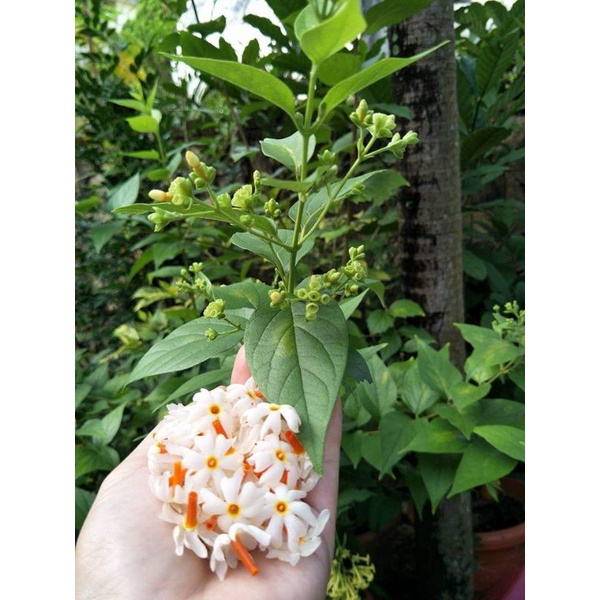 [Plant] Fragrant Parijata / Pavalamalli , coral jasmine,Nyctanthes ...