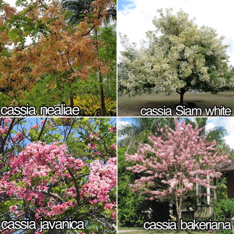 Pokok cassia bakeriana/pink shower tree, javanica , Siam white, neallie ...
