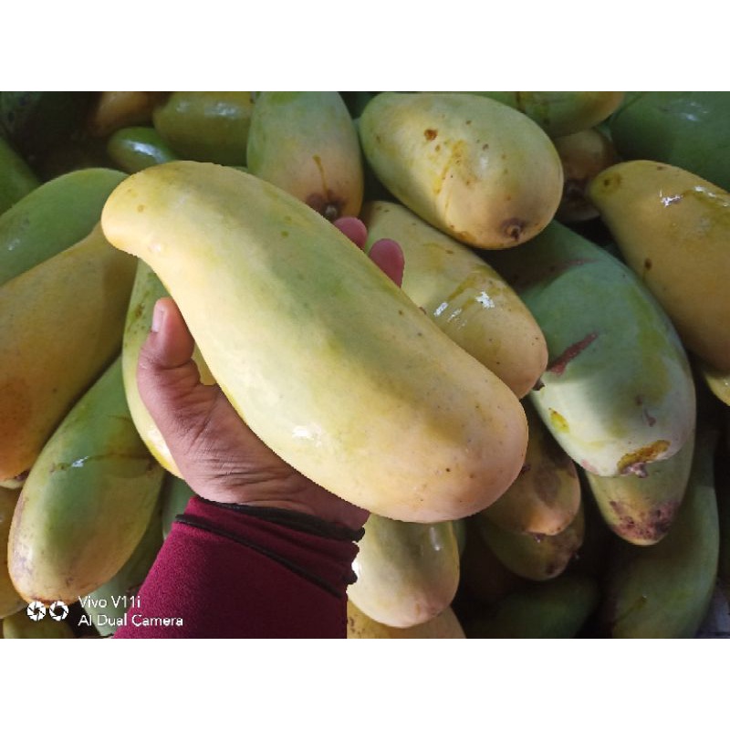 MANGGA SIKU RAJA FRESH MANIS SEGAR 1KG | Shopee Malaysia