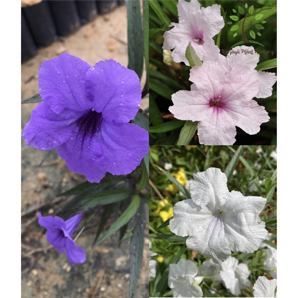Berjaya Plant Nursery - Bunga Ruellia/Mekar Pagi/Morning Glory(Pokok ...