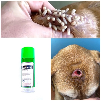 MAGGOT WOUND SPRAY ULAT BEXTON | Shopee Malaysia