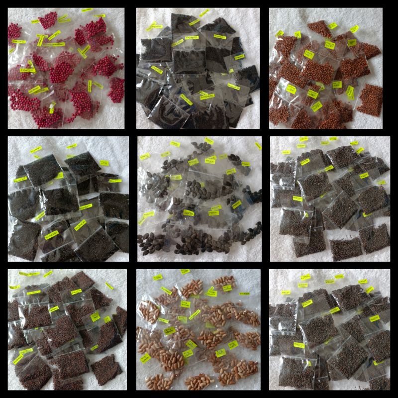 Biji benih sayur-sayuran murah 1pek RM2, 50 jenis pilihan biji benih ...