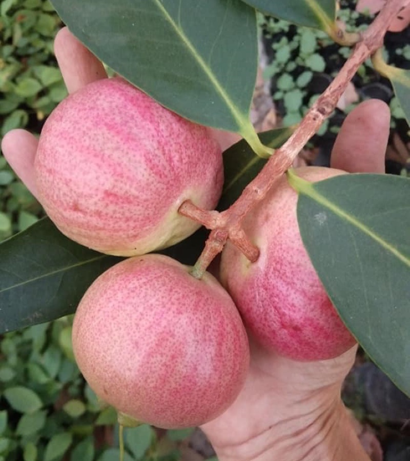 Anak Pokok Jambu Mawar Pink Siam | Shopee Malaysia