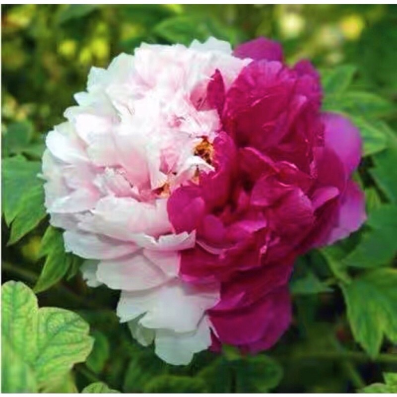 #Peony flower seeds 5pcs#Biji bunga benih Peony 5pcs#牡丹花种子5pcs | Shopee ...