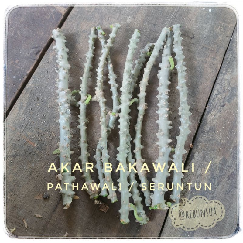 Keratan Batang Akar Bakawali / Seruntun / Pathawali / Patawali | Shopee ...