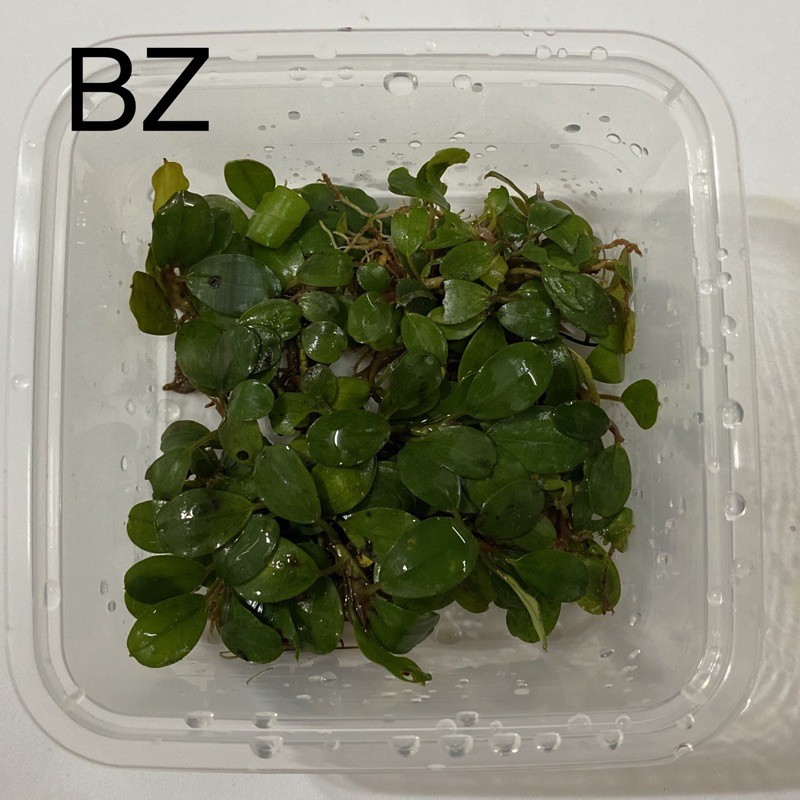 ☘️☘️☘️ Mixed MINI MICRO LONG Bucephalandra Aquascape Bonsai Bucep Best ...