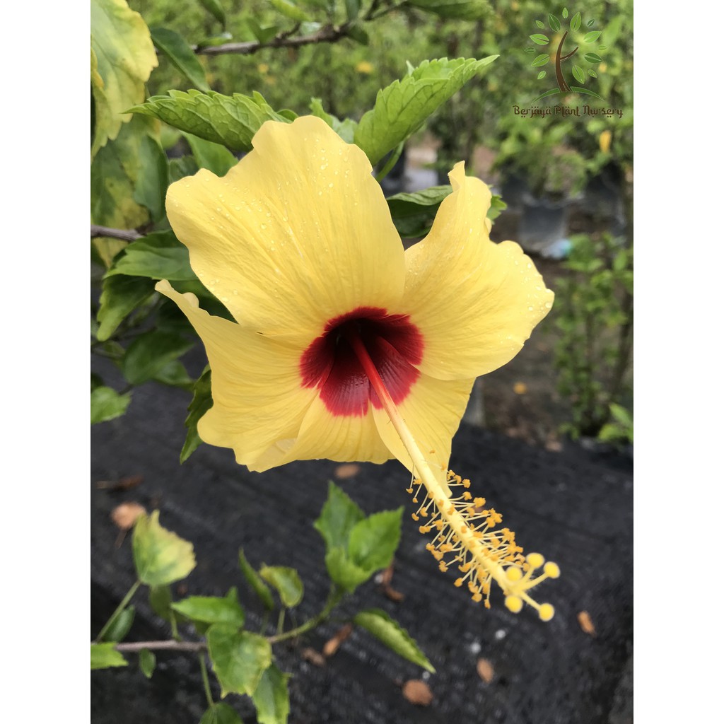 Berjaya Plant Nursery - Bunga Raya/Hibiscus(Pokok Bunga Hidup/Pokok ...