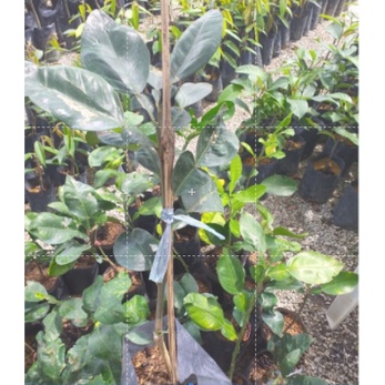 Anak pokok hybrid limau bali isi merah. Saiz pokok lebih kurang 1kaki ...