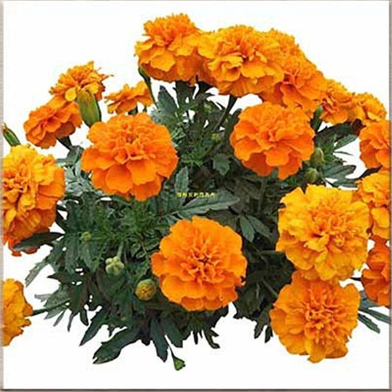 100PCS four color marigold seeds （Warna Campur） - Marigold Flower Seeds ...