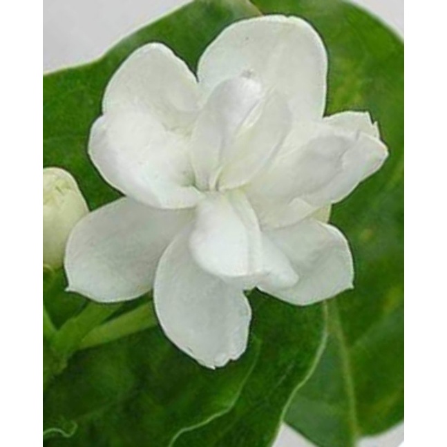 Pokok Bunga Melur Arabian Night | Shopee Malaysia