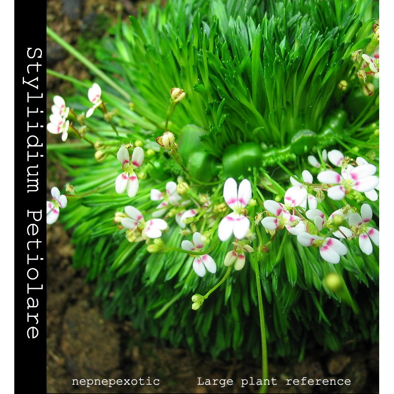 Live Plant Carnivorous Plant Stylidium Petiolare Trigger Plant Seedling ...