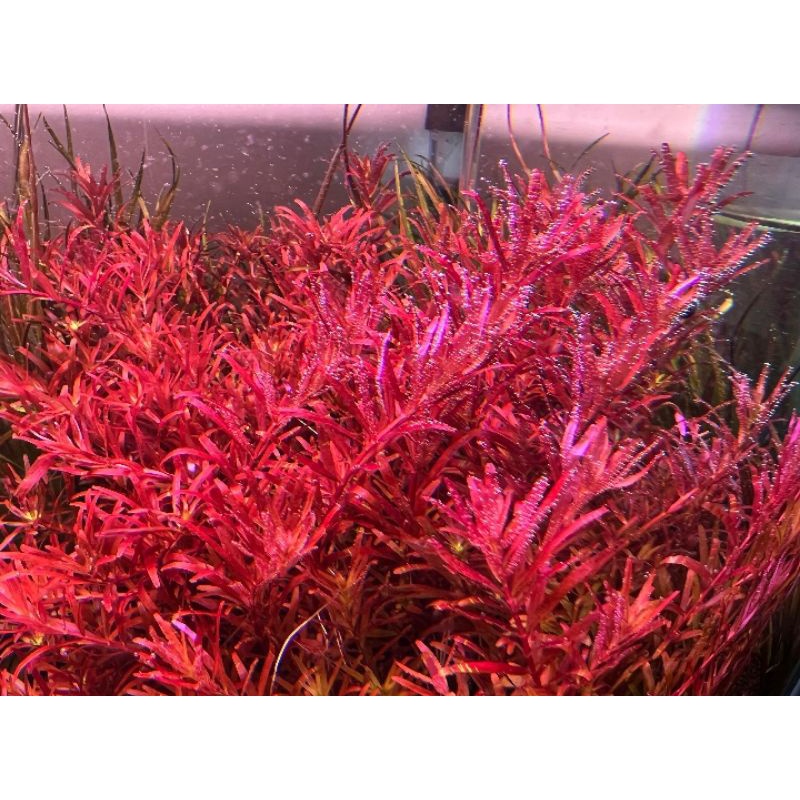 Rotala Blood Red SG/Vietnam Variant 7 stem (AquaticLifeShop) | Shopee ...
